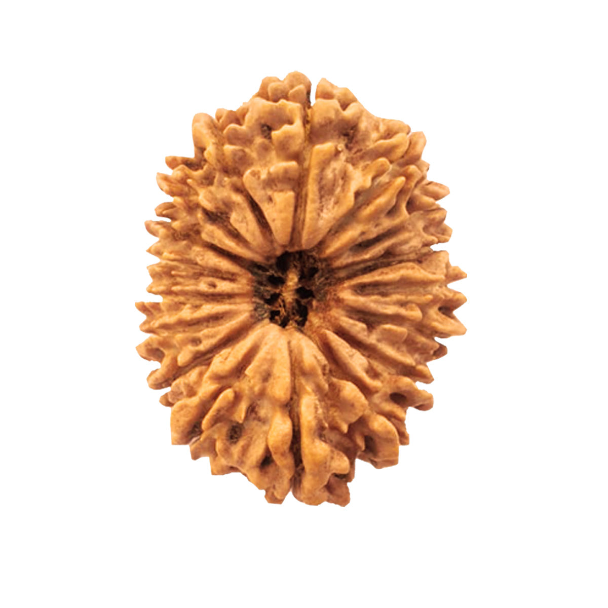 Natural 21 Face Nepali Rudraksha - Lab Certified | 21 Mukhi Nepali ...